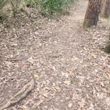 Conondale Range Great Walk: Booloumba Creek - Wongai Camp, Queensland ...