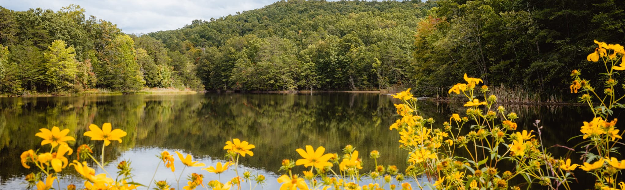 Maywoods Forest Ecosystem Trail, Kentucky - 17 Reviews, Map | AllTrails