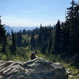 Muir Snowfield Ski Tour, Washington - 1,292 Reviews, Map | AllTrails