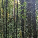 Washington Park Loop, Oregon - 1,458 Reviews, Map | AllTrails