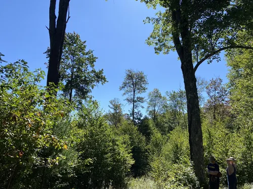 Best Hikes and Trails in Mount Davis Natural Area | AllTrails