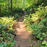 Rooster Rock Trail via East Trailhead, Oregon - 207 Reviews, Map ...