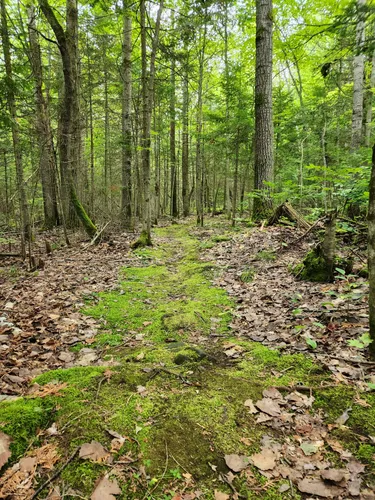 Best Hikes and Trails in Wikwemikong Unceded Indian Reserve | AllTrails