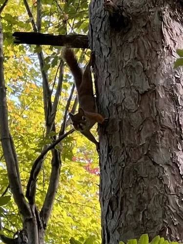 Best Hikes and Trails in Pinhey Forest | AllTrails