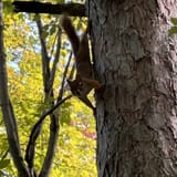 Pinhey Forest 31 Trail, Ontario, Canada - 616 Reviews, Map | AllTrails