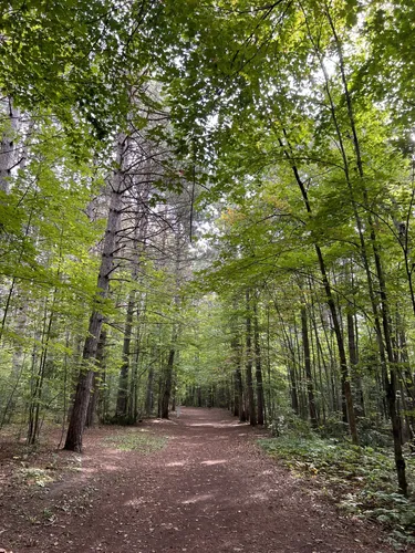 Best Hikes and Trails in Pinhey Forest | AllTrails