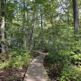 Pinhey Forest 31 Trail, Ontario, Canada - 616 Reviews, Map | AllTrails