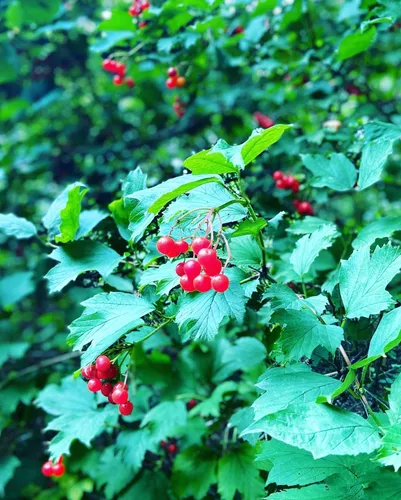 Best Hikes and Trails in Robin Wood | AllTrails