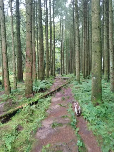 Best Hikes and Trails in Pomeroy Forest | AllTrails