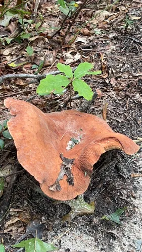 Best Hikes and Trails in Myles Standish State Forest | AllTrails