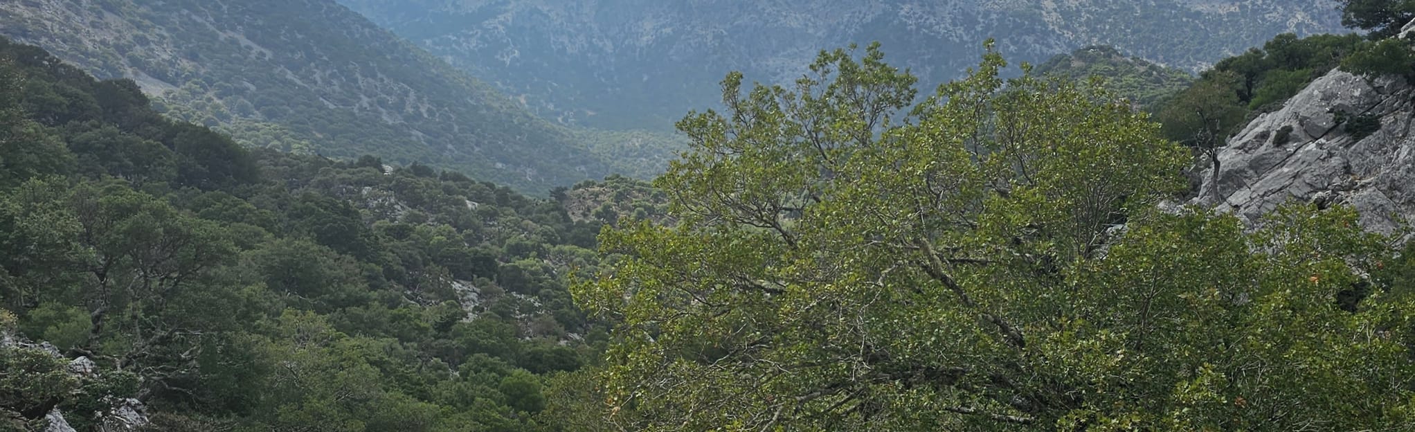 Rouvas Wood and Gorge, Crete, Greece - 87 Reviews, Map | AllTrails