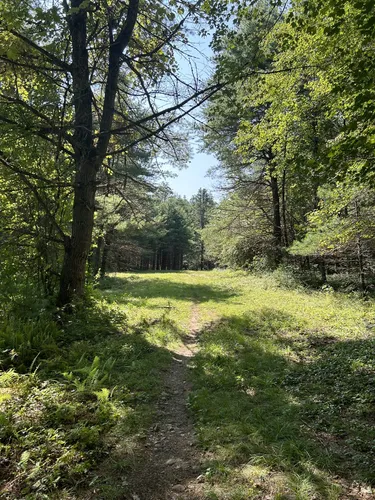 Best Hikes and Trails in Townsend State Forest | AllTrails