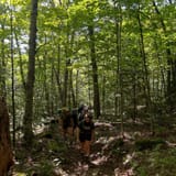 Debar Mountain Trail, New York - 202 Reviews, Map | AllTrails