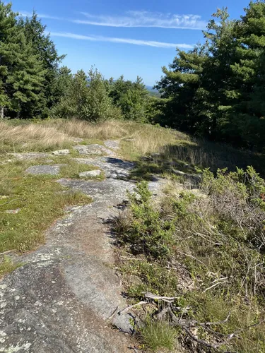 2023 Best Bird Watching Trails in Epsom | AllTrails