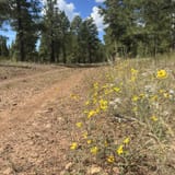 Mars Hill Trail Loop, Arizona - 1,365 Reviews, Map | AllTrails