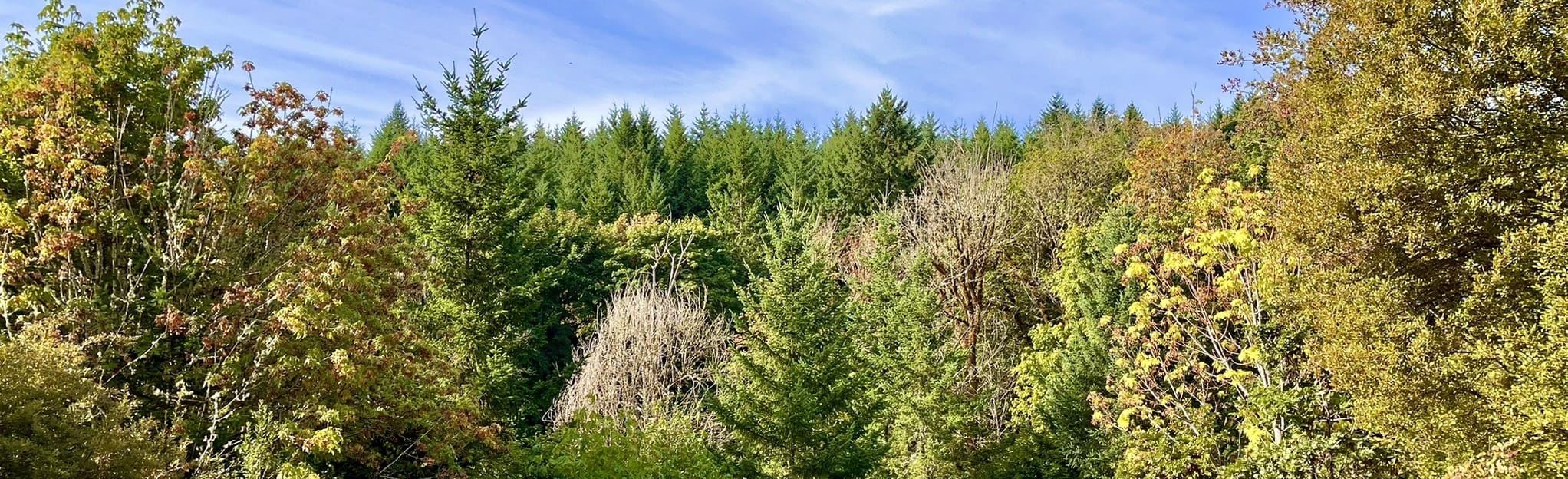 Chehalem Ridge Trail via Timber Road, Oregon - 373 Reviews, Map | AllTrails