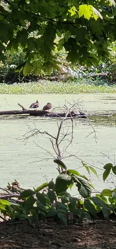 Best Hikes and Trails in Howell Park and Wetlands | AllTrails