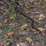 Brecknock County Park Dunbar Trail, Delaware - 277 Reviews, Map | AllTrails