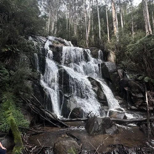 Best Hikes and Trails in Noojee | AllTrails