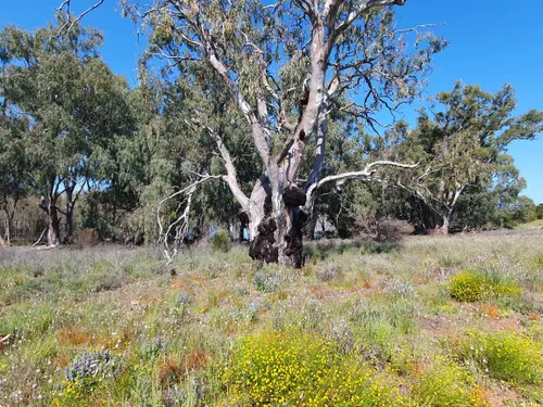 Best Walking Trails in Hattah-Kulkyne National Park | AllTrails