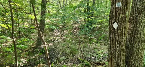 Best Hikes and Trails in Alton Town Forest | AllTrails