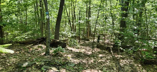 Best Hikes and Trails in Alton Town Forest | AllTrails