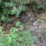 Hard Times Loop, North Carolina - 1,178 Reviews, Map | AllTrails