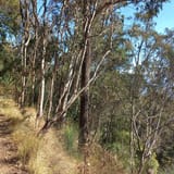 Mount Cordeaux Track, Queensland, Australia - 486 Reviews, Map | AllTrails