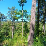 Shawnee State Park North Loop, Ohio - 204 Reviews, Map | AllTrails