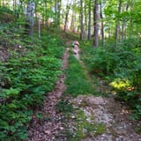 Shawnee State Park North Loop, Ohio - 175 Reviews, Map | AllTrails