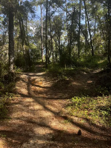 Best Hikes and Trails in Croom Wildlife Management Area | AllTrails