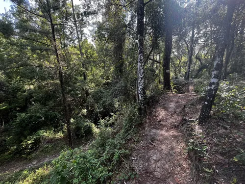 Best Hikes and Trails in Croom Wildlife Management Area | AllTrails