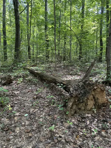 2023 Best Walking Trails in Mebane | AllTrails