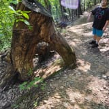 Chestnut Ridge Trail, Virginia - 470 Reviews, Map | AllTrails