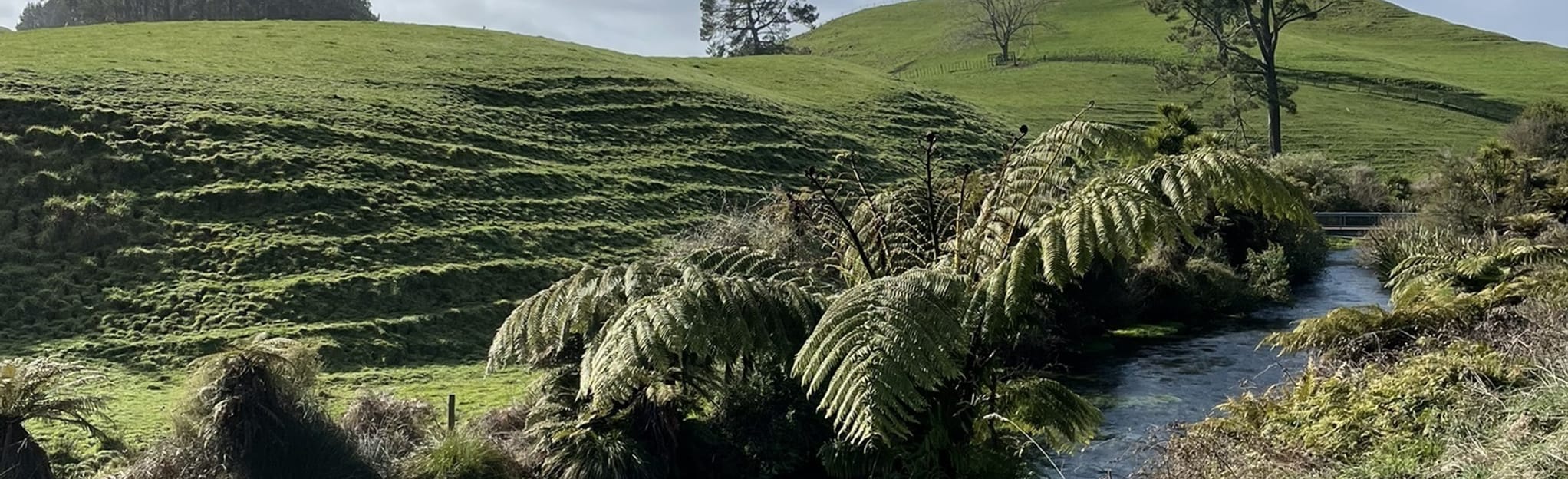 Blue Spring via Te Waihou Walkway from Whites Road [CLOSED], Waikato ...