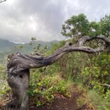 Moanalua Valley and Tripler Ridge Trail Loop, Oahu, Hawaii - 191 ...