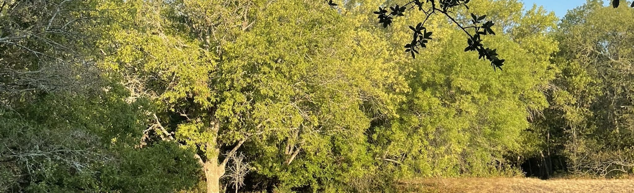 Comanche & Deer Loop Trail, Texas - 382 Reviews, Map | AllTrails