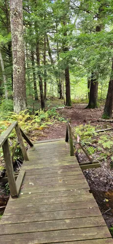 Best Hikes and Trails in McCabe Forest | AllTrails