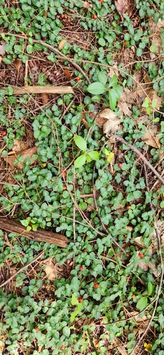 Best Hikes and Trails in McCabe Forest | AllTrails