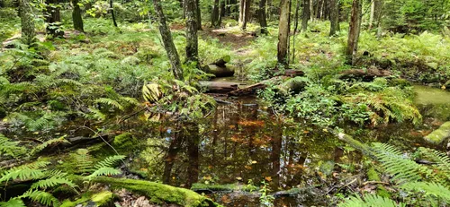 Best Hikes and Trails in McCabe Forest | AllTrails