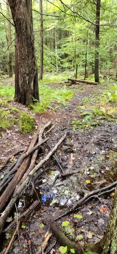 Best Hikes and Trails in McCabe Forest | AllTrails
