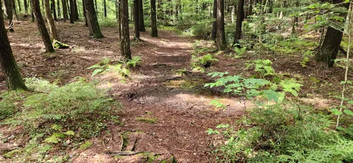 Best Hikes and Trails in McCabe Forest | AllTrails