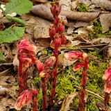 Chestnut Ridge Overlook Loop, Virginia - 259 Reviews, Map | AllTrails