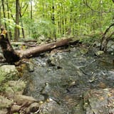 Cascade Falls Loop Trail, Massachusetts - 771 Reviews, Map | AllTrails