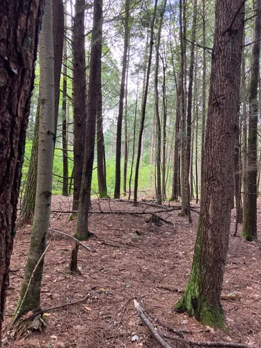 Best Hikes and Trails in Fort Dummer State Park | AllTrails
