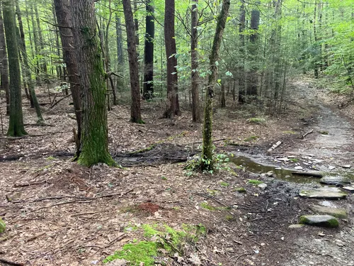 Best Hikes and Trails in Fort Dummer State Park | AllTrails