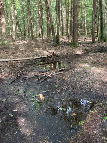 Best Hikes and Trails in Fort Dummer State Park | AllTrails