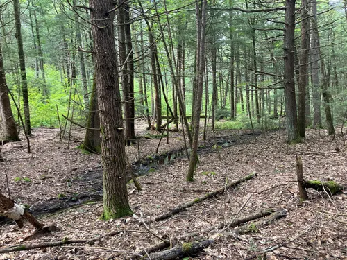 Best Hikes and Trails in Fort Dummer State Park | AllTrails