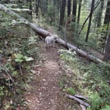 Middle Fork Applegate River Trail, California - 19 Reviews, Map | AllTrails