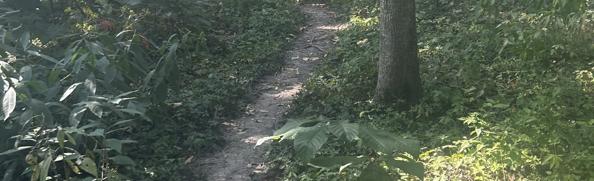 Fox Hollow Trail, Missouri - 220 Reviews, Map | AllTrails